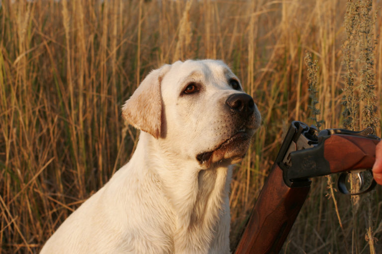 A History of Hunting Dogs – California Sportsman Mag