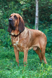 A History of Hunting Dogs – California Sportsman Mag