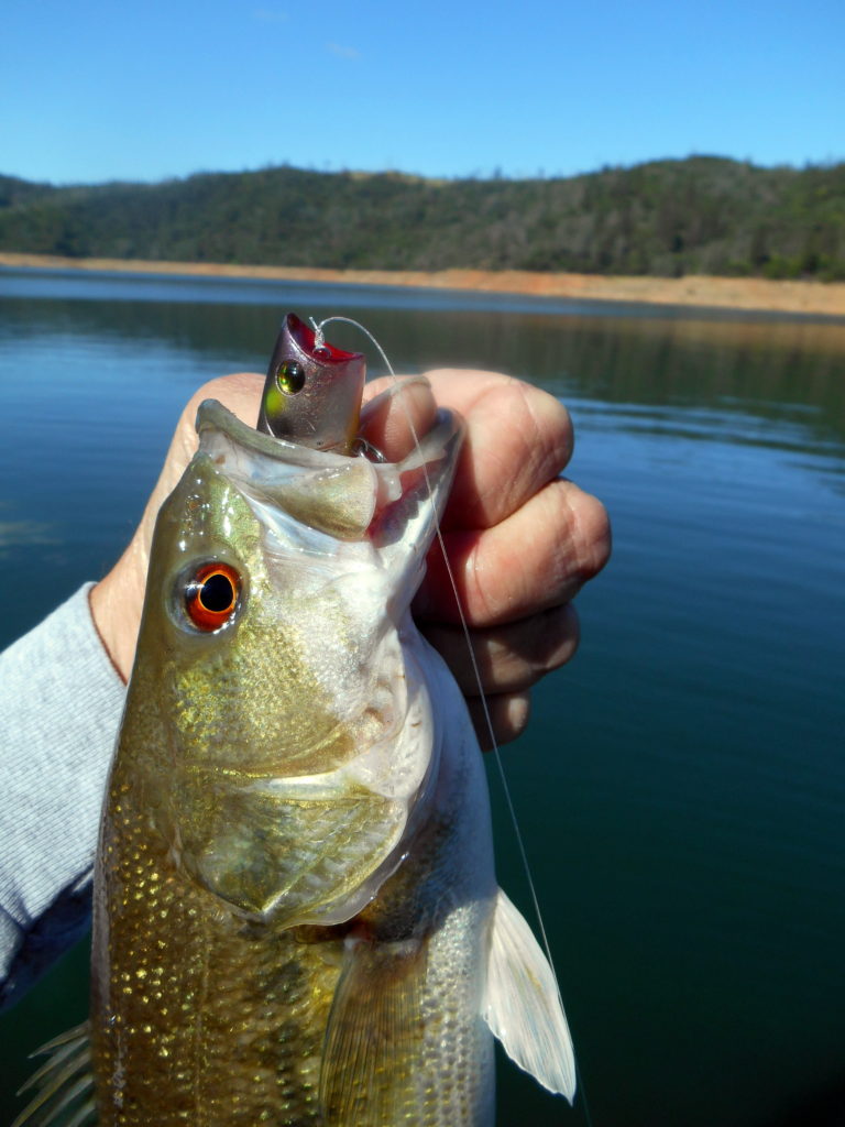 Slamming Bass With A Pop – California Sportsman Mag