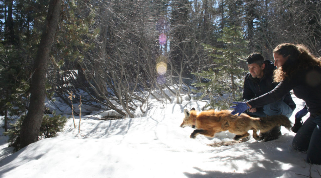 Rare Speces Of Red Fox Captured In NorCal – California Sportsman Mag