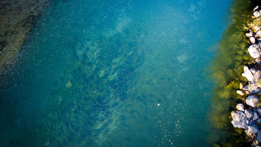 The Highs And Lows Of An Iconic NorCal River – California Sportsman Mag