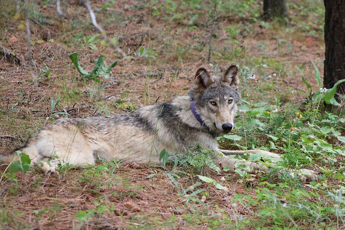 Biologists Hoping To Get New Ping From California's Wandering Wolf