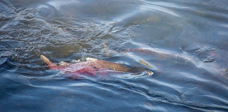 UC Santa Cruz On Preserving California’s Chinook Salmon – California ...