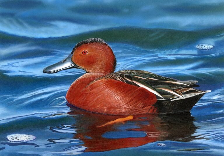 CDFW Announces California Duck Stamp Art Contest Winner – California ...